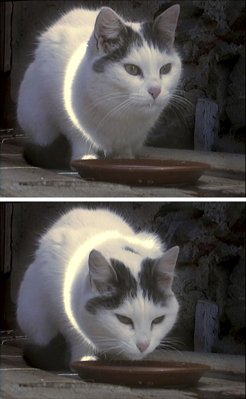 Busi (Kitty), Peter Fischli David Weiss | Matthew Marks Gallery