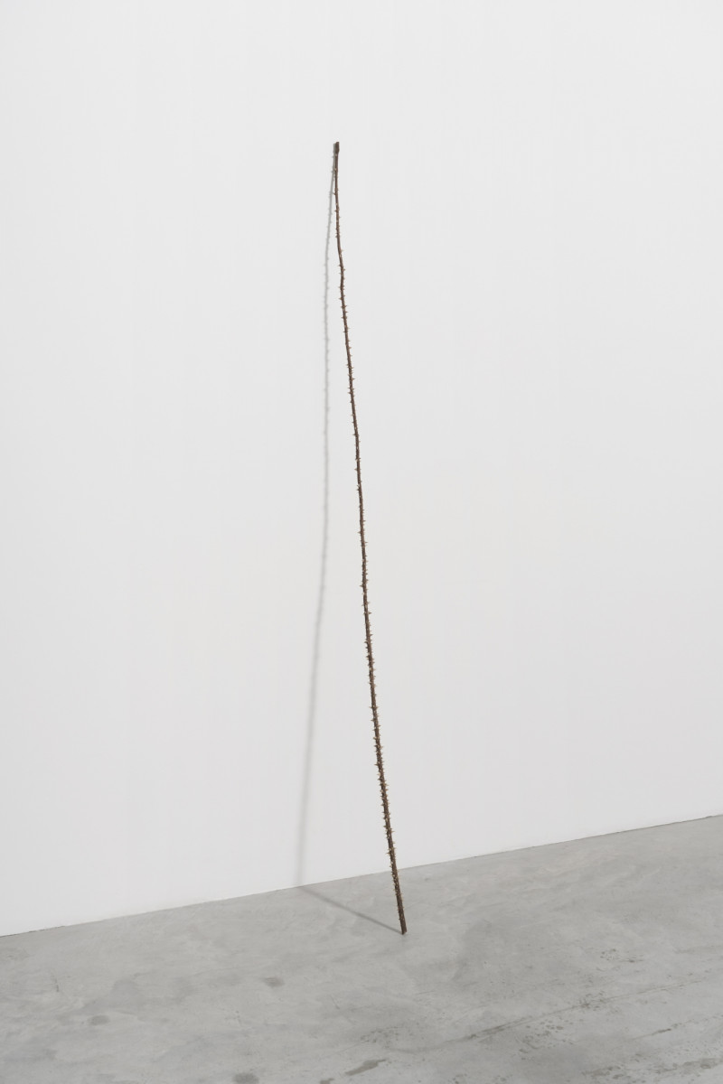 Cane, VIJA CELMINS Winter | Matthew Marks Gallery