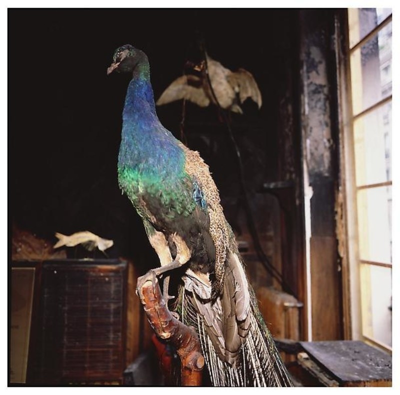 The peacock after the fire, Deyrolle, Paris, NEW WORK Katharina Fritsch ...