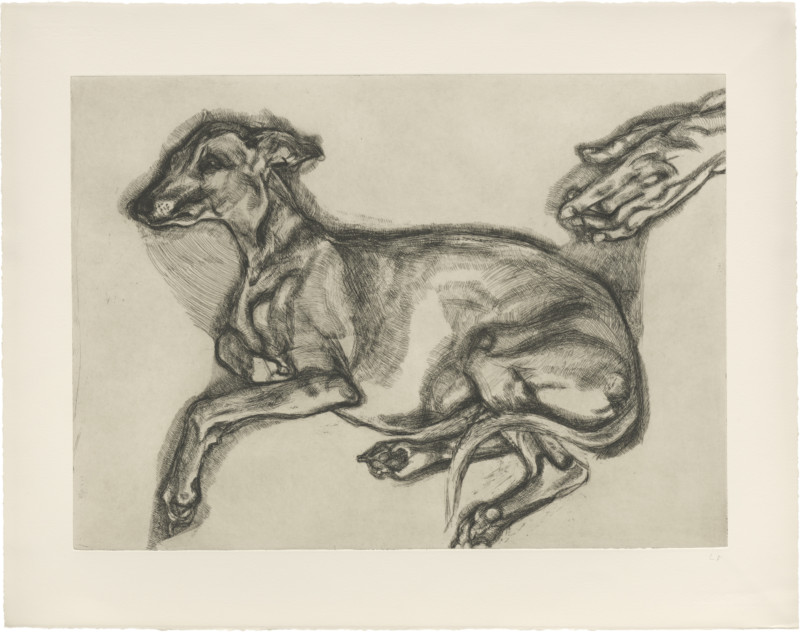 Pluto Aged Twelve, LUCIAN FREUD Etchings | Matthew Marks Gallery
